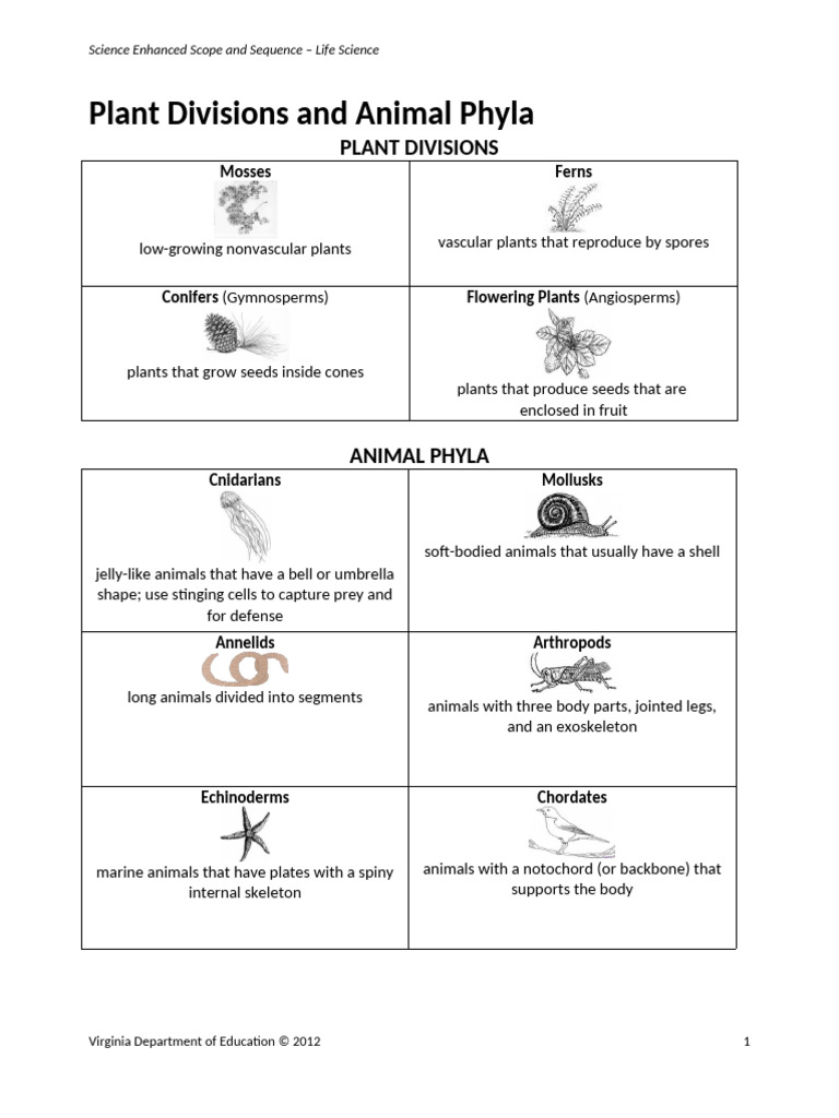 Animal Phyla and Plant Divisions (2) - 1 | PDF | Plants | Fern
