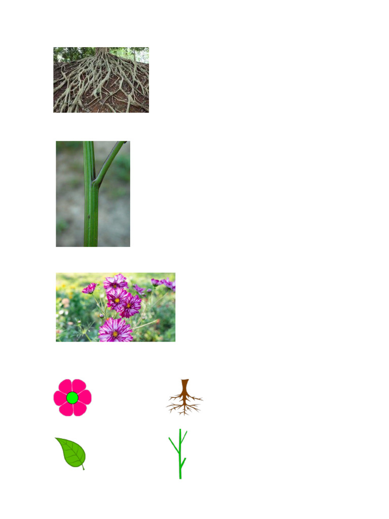 tugas-Faz3F20231203184231 | PDF | Plants | Leaf