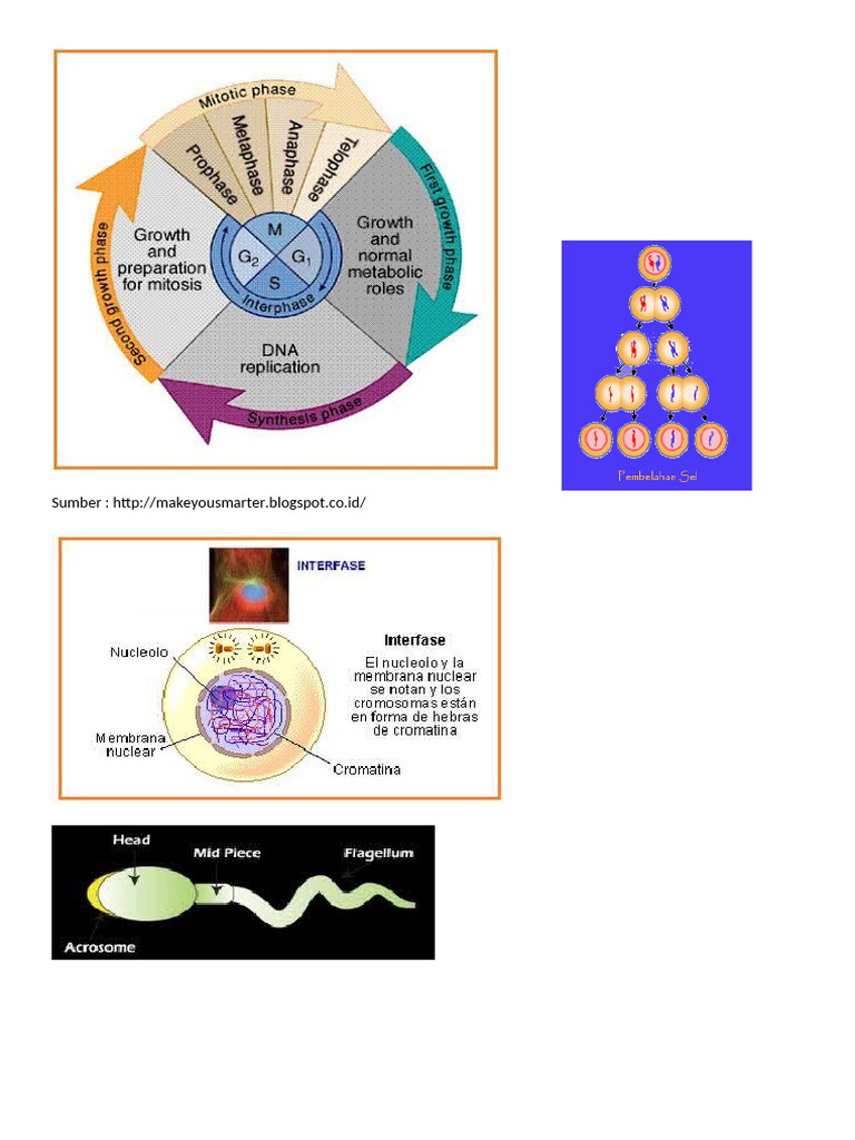 Gambar Siklus Sel | PDF