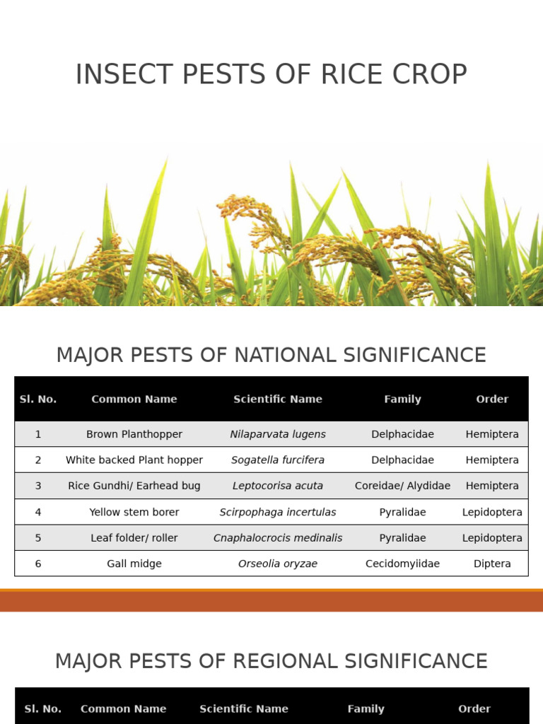 AEN 301 - Insect Pests of Rice crop | PDF | Pupa | Lepidoptera