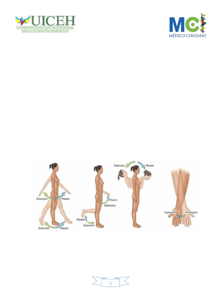 Movimientos Anatómicos Esenciales | PDF | Mano | Codo