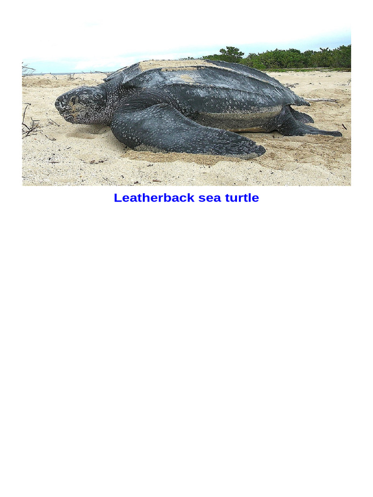 Leatherback Sea Turtle | PDF