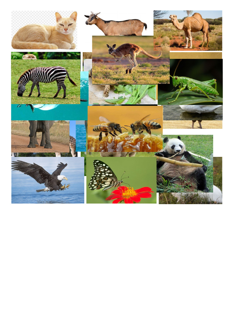 Animals Around Us | PDF
