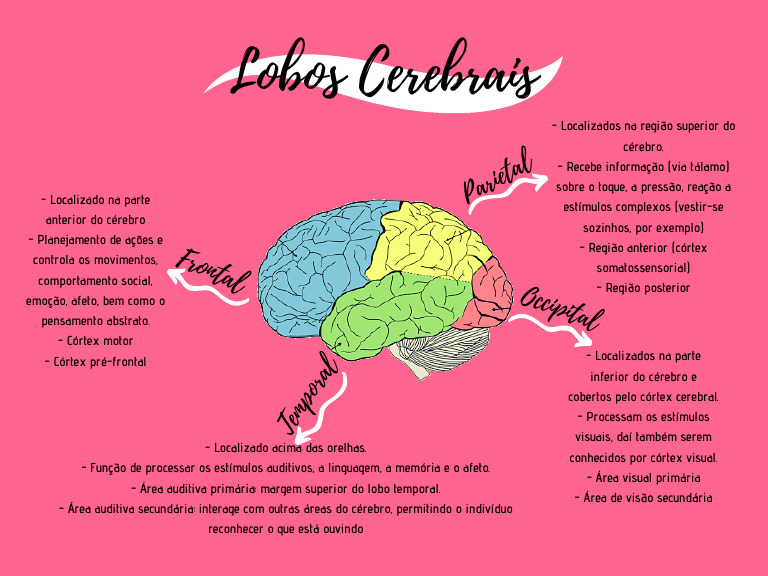 Mapa Mental Lobos Cerebrais PDF | PDF | Córtex cerebral | Cérebro humano
