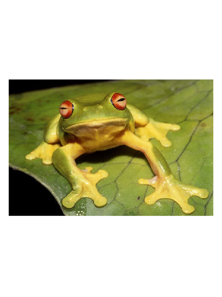 Frog | PDF