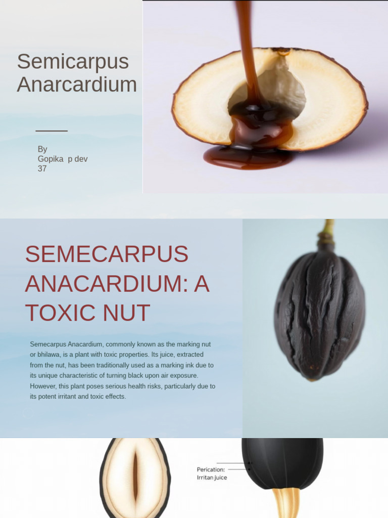 Semecarpus Anacardium: Toxicity and Treatment | PDF | Toxicity | Nut ...
