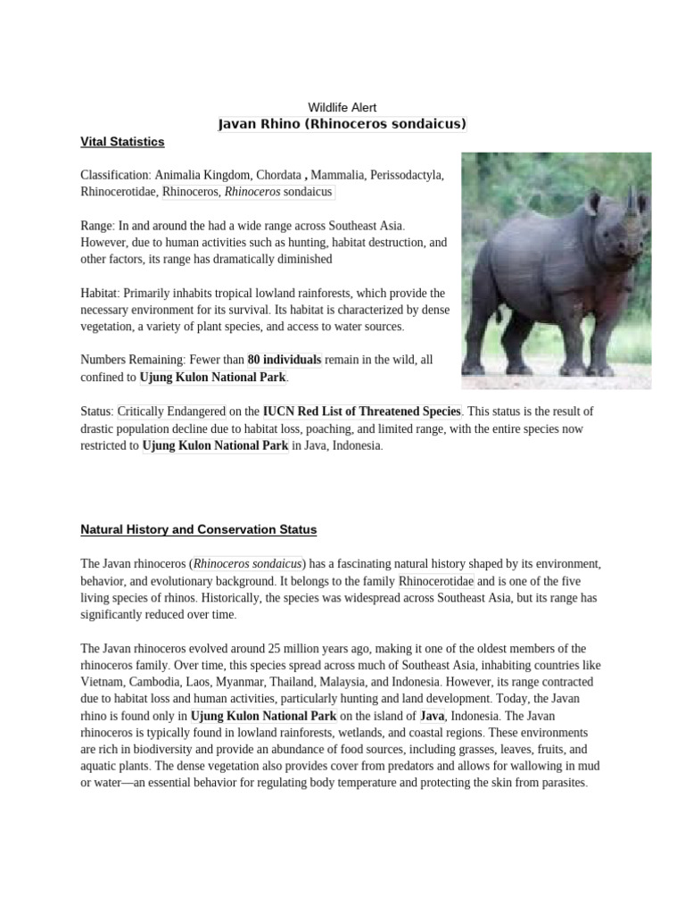 Karki - Javan Rhino (Rhinoceros Sondaicus) | PDF | Rhinoceros | Natural Environment