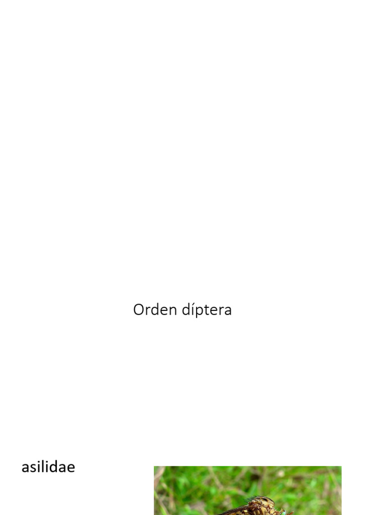 Artro Practico | PDF | Artrópodos | Insectos