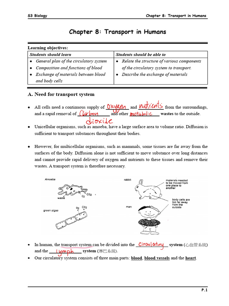 Chapter 8 Transport in Humans - Student - S3 - Completed Version | PDF | Artery | Heart Valve