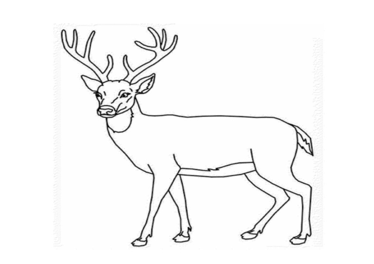 Rusa | PDF