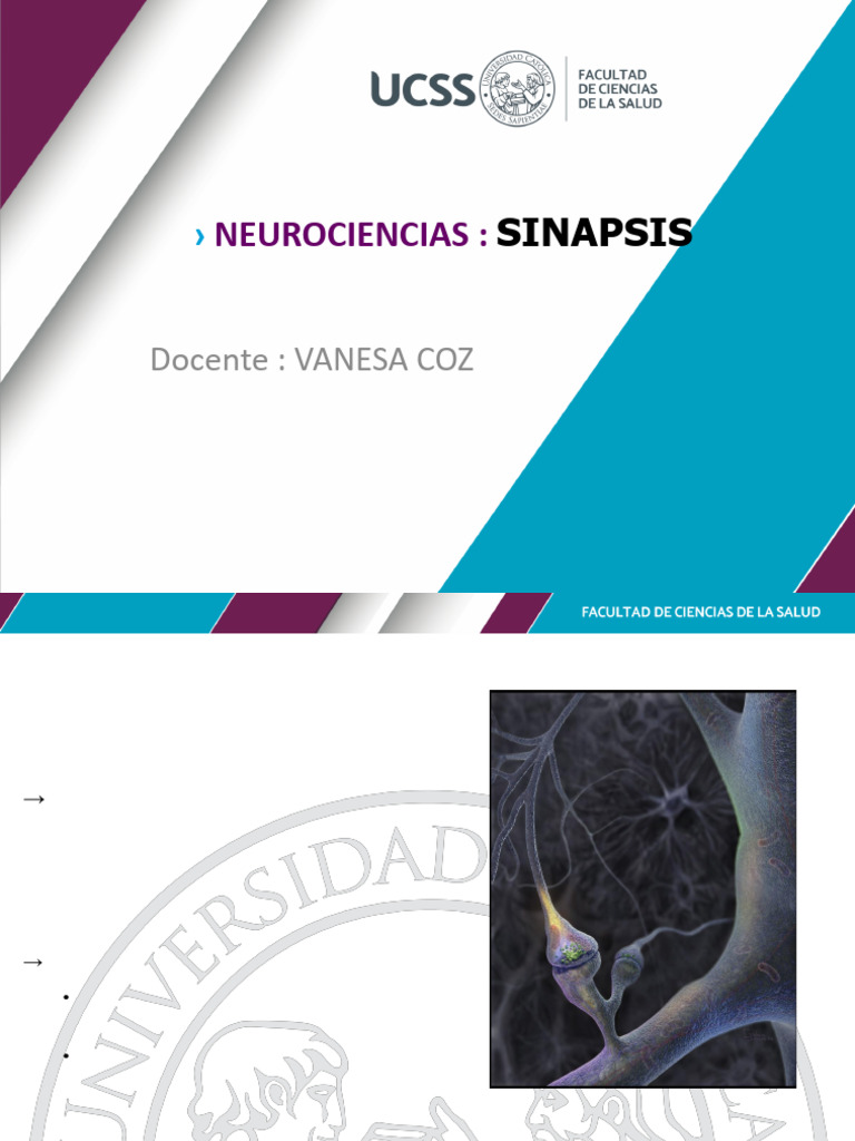 SINAPSIS (1) | PDF | Sinapsis | Sinapsis química
