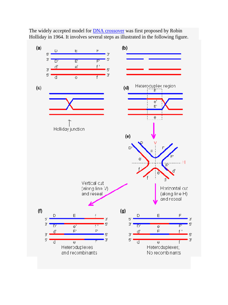 Robin Holliday's | PDF | Biology | Cellular Processes