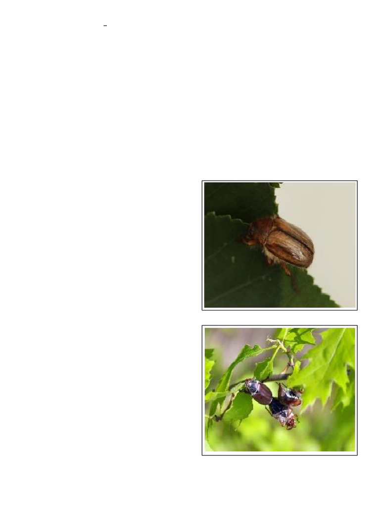 Control of Pest Insect of June Beetle (Amphimallon Solstitialis), With ...