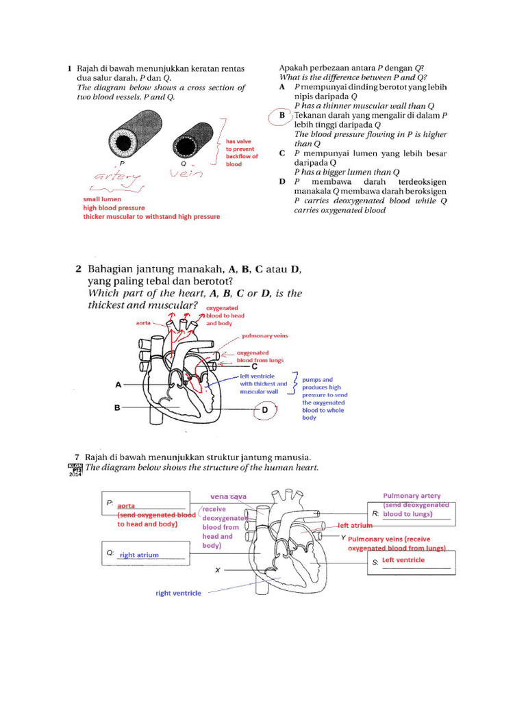 Fr3 Science Ch3 Circulatory System 24.5.1 Question Discussion | PDF