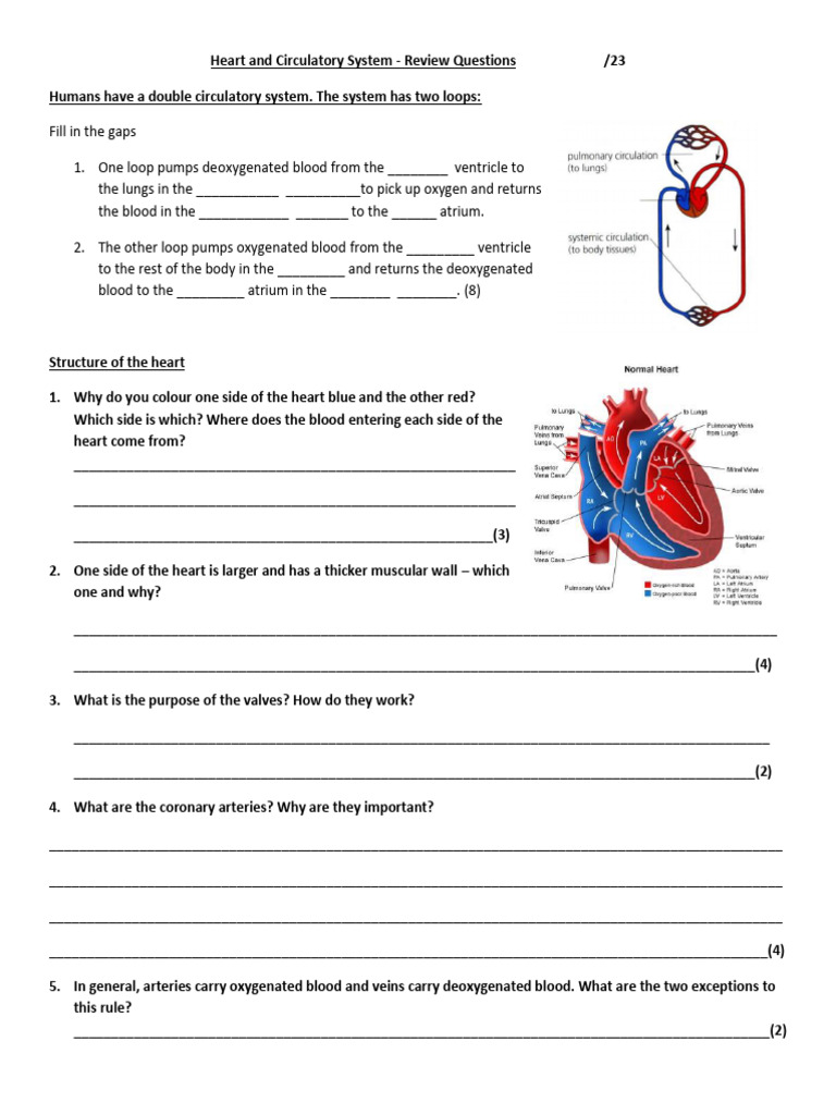 9A. Heart and Circulatory System Review Sheet | PDF
