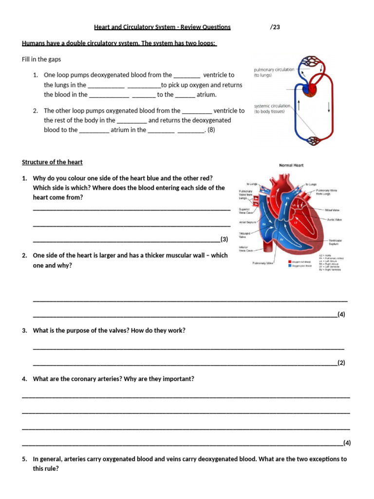 9A. Heart and Circulatory System review sheet | PDF