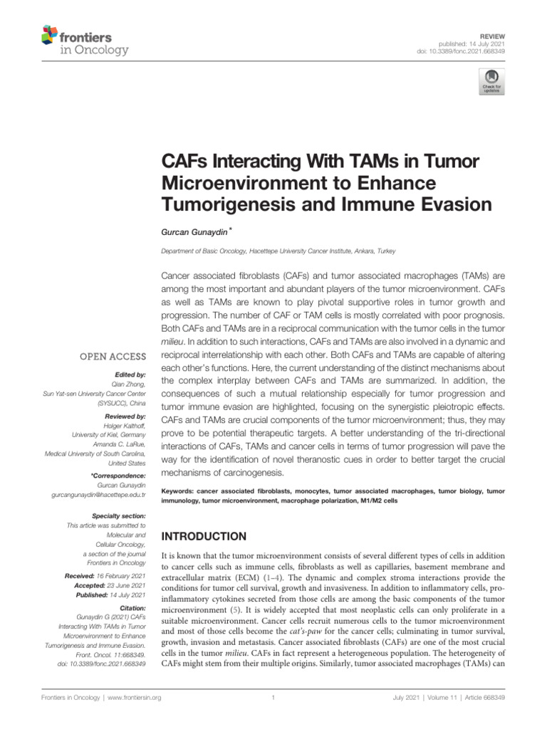 CAFs Interacting With TAMs in TME | PDF | Metastasis | Macrophage