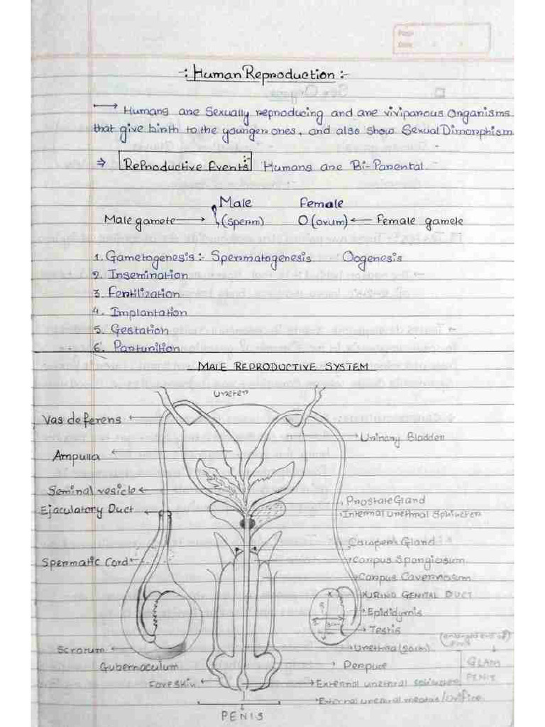 Human Reproduction (XII+ NEET) | PDF