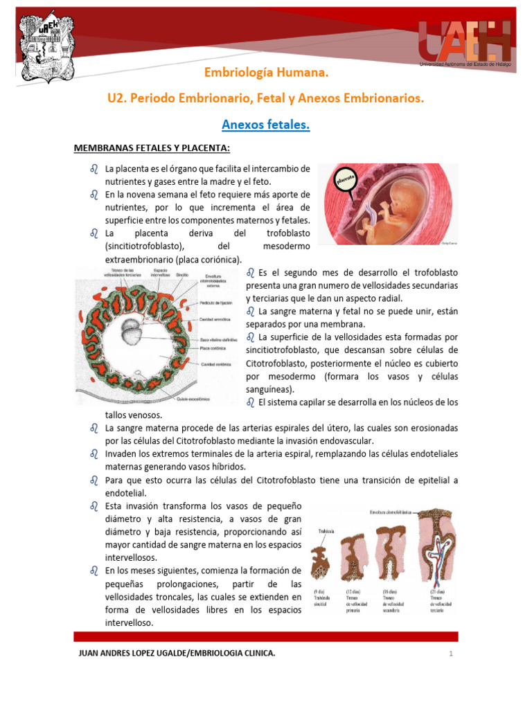 Anexos Fetales | PDF | Placenta | Feto