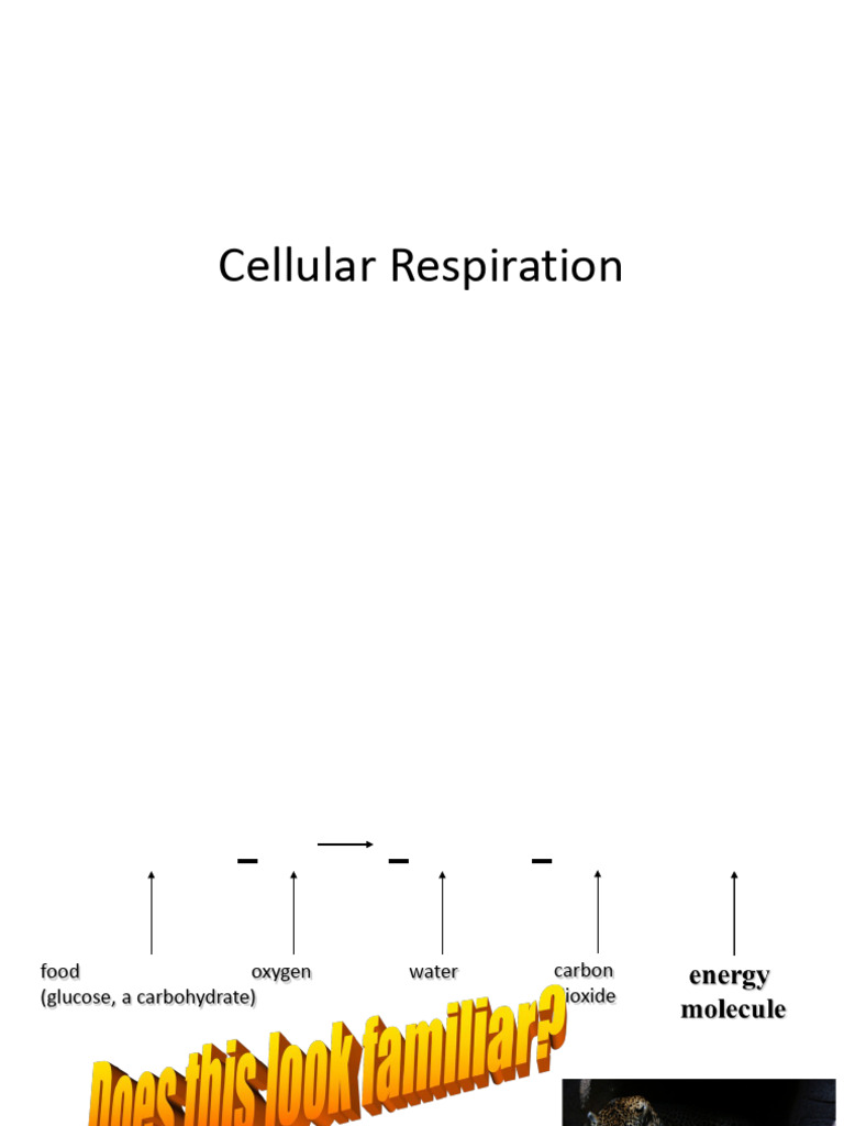 Cellular Respiration Overview | PDF | Cellular Respiration | Adenosine ...