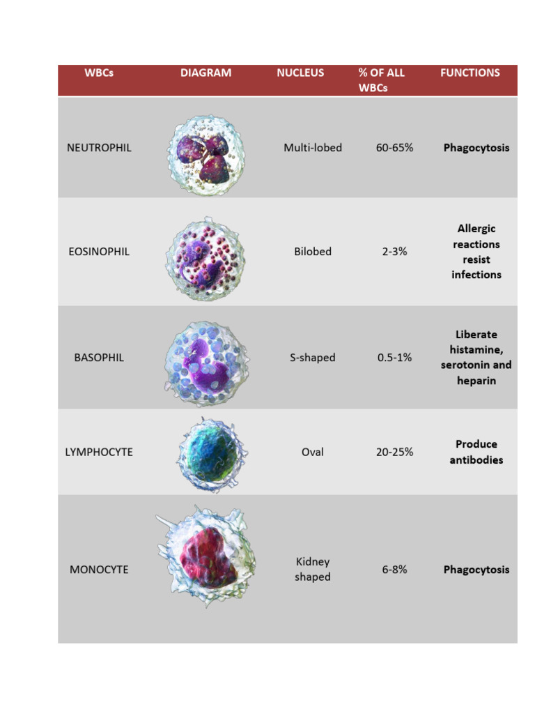 White Blood Cells Overview | PDF