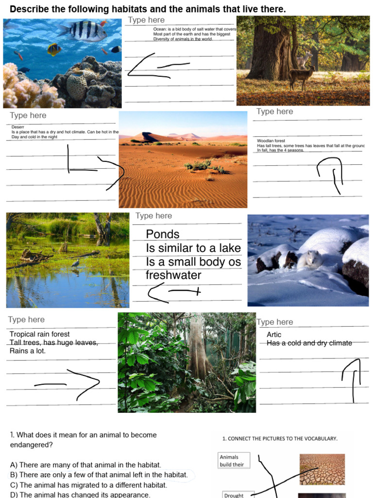 Isabella Wehbe - 2nd Grade 1st Term Cumulative Review | PDF | Habitat ...