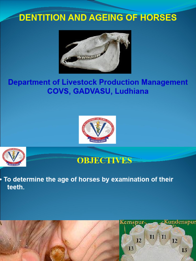 Equine Dental Aging Techniques | PDF | Tooth | Dentistry Branches