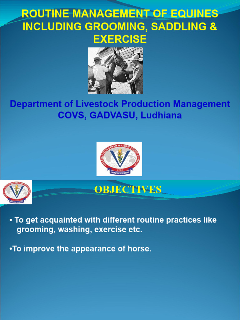 Equine Routine Management Guide | PDF | Horses