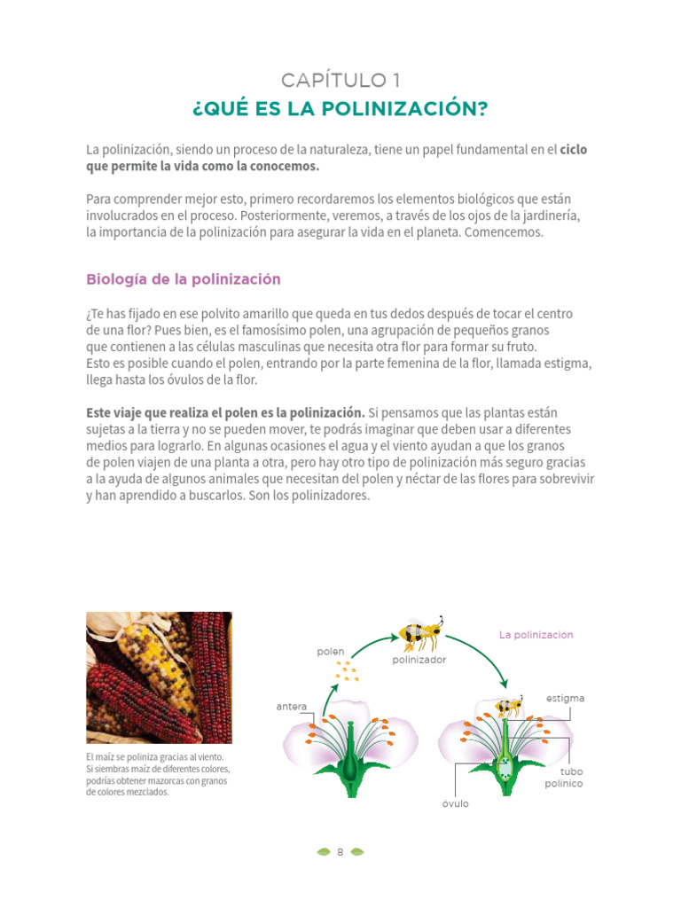 Qué Son Los Polinizadores | PDF | Flores | Polinización