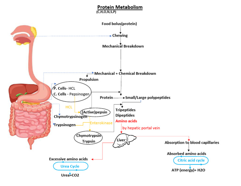 Protein Metabolism and Breakdown Process | PDF