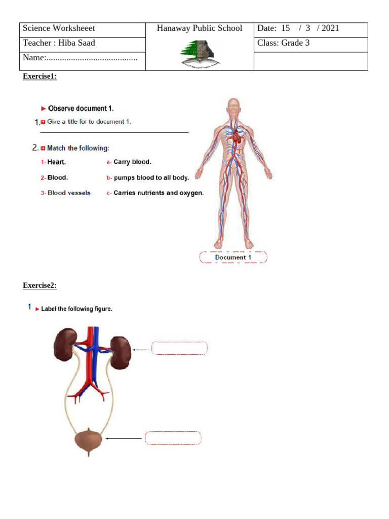 Grade 3 Science Worksheet PDF | PDF