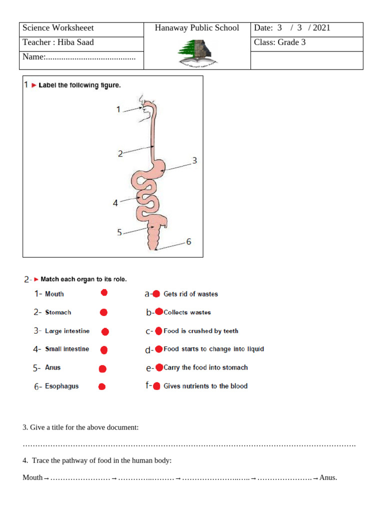 Gr3-The Dig System-Exercises | PDF