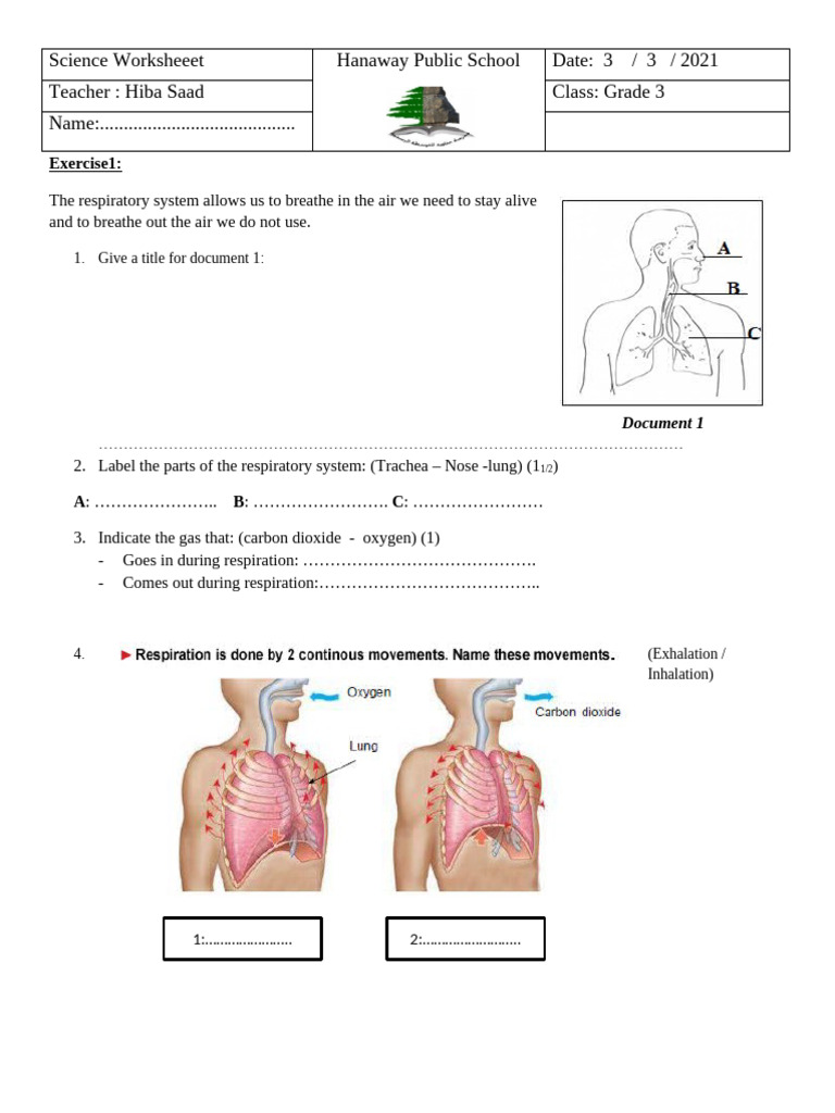 Gr3-The Respiratory System | PDF