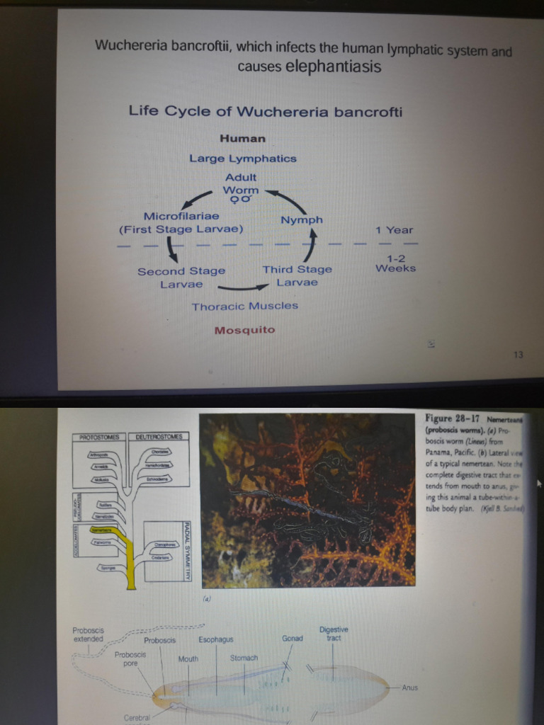 Life Cycle Biology | PDF