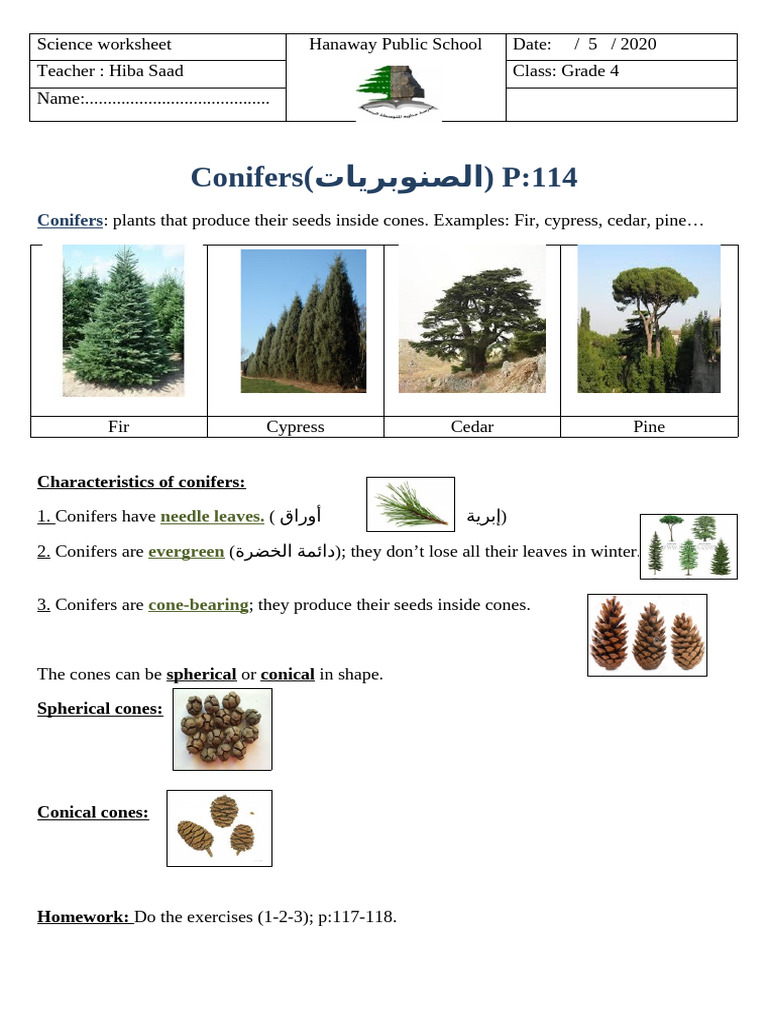 conifers | PDF