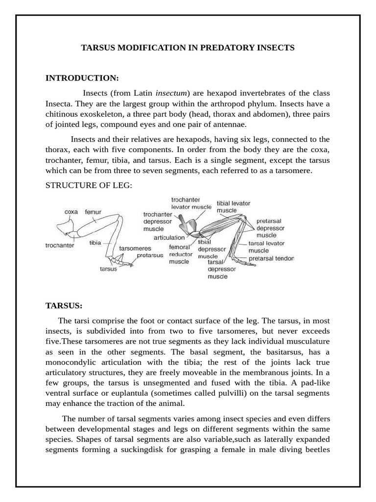 Tarsus Modification in Predatory Insects | PDF | Arthropods | Insects