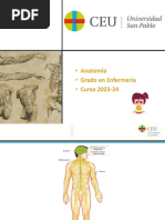 El Saco Dural Humano | PDF | Médula espinal | Anatomía