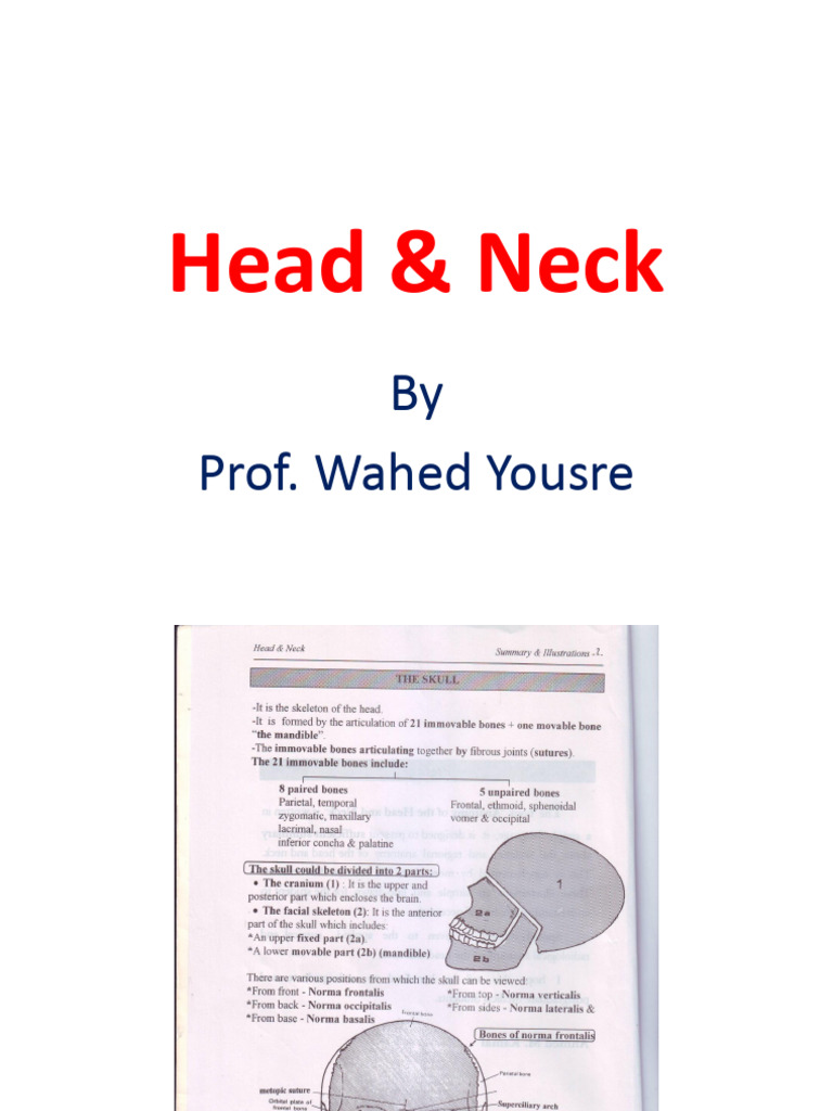 15541dental Head & Neck - PDF - 50277 | PDF | Skull | Musculoskeletal System