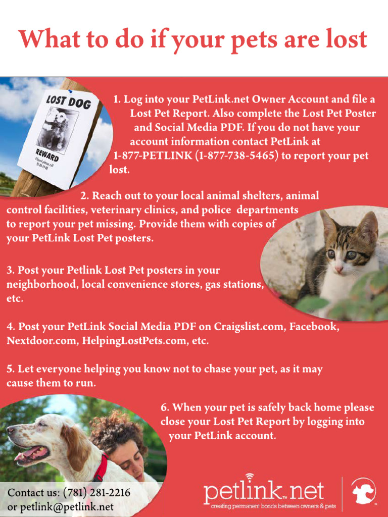 What To Do If Your Pets Are Lost Small | PDF