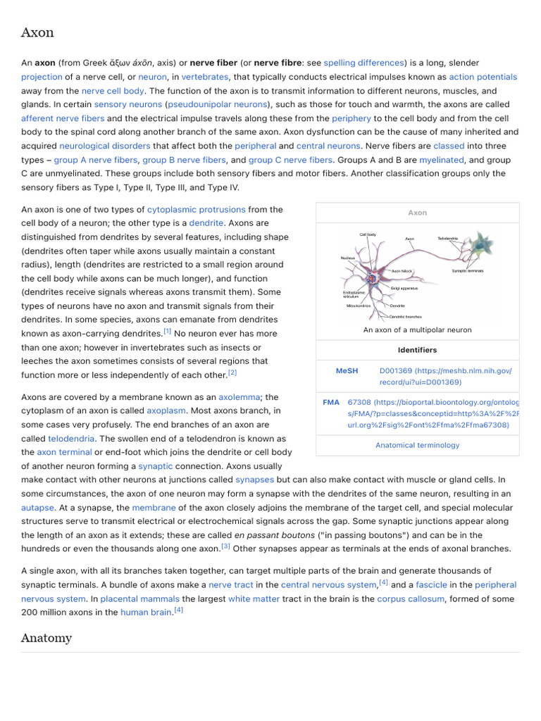 Axon | PDF | Axon | Chemical Synapse