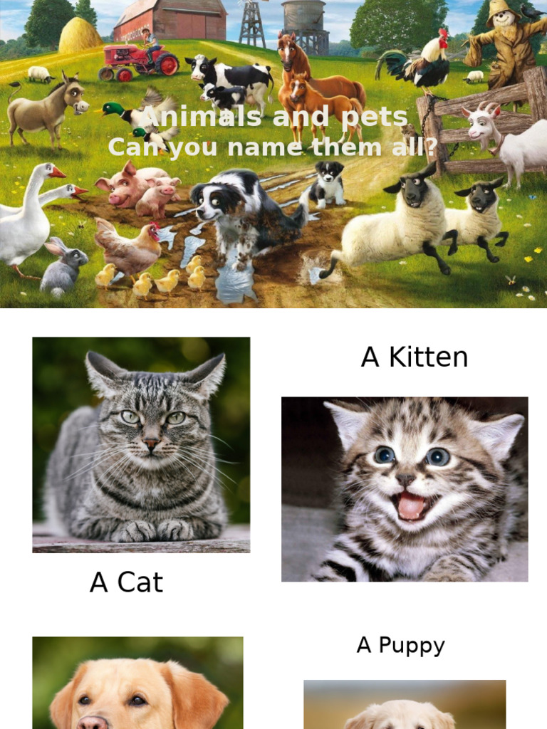 Wild Animals and Pets (Theory) | PDF