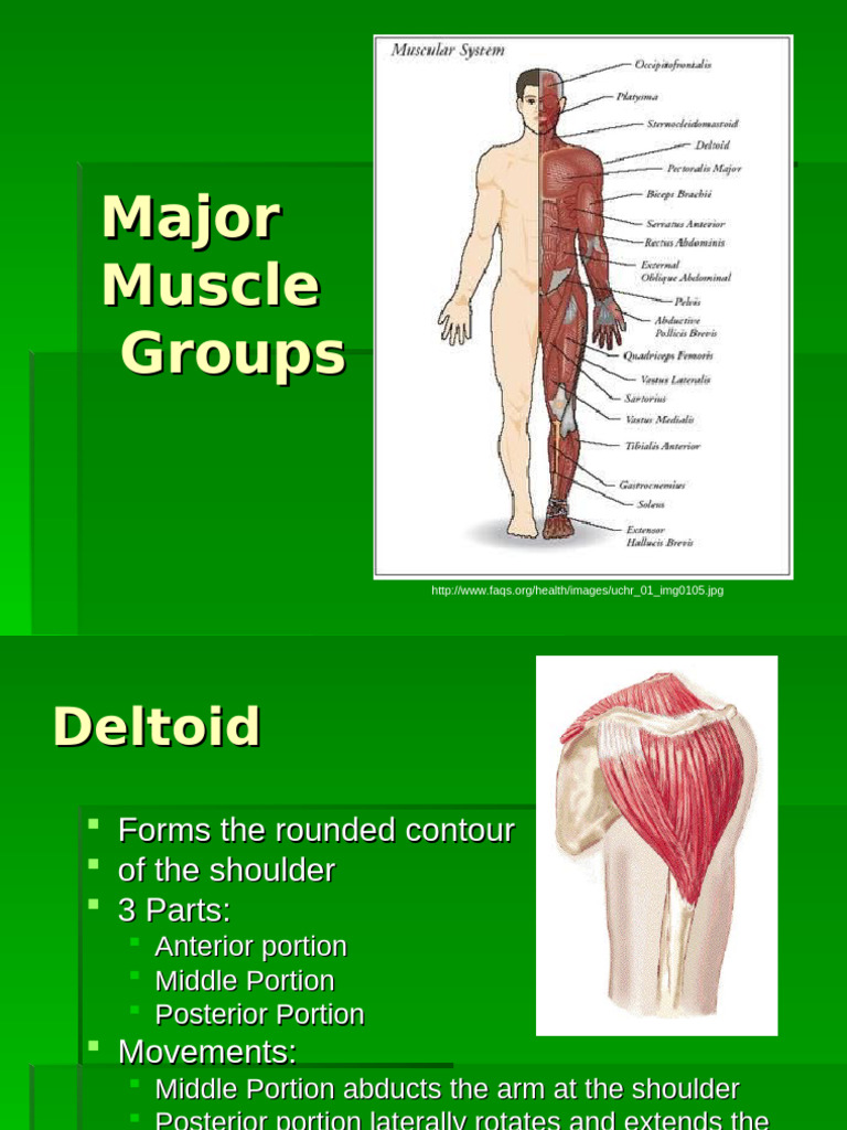Muscle Groups | PDF | Anatomical Terms Of Motion | Arm
