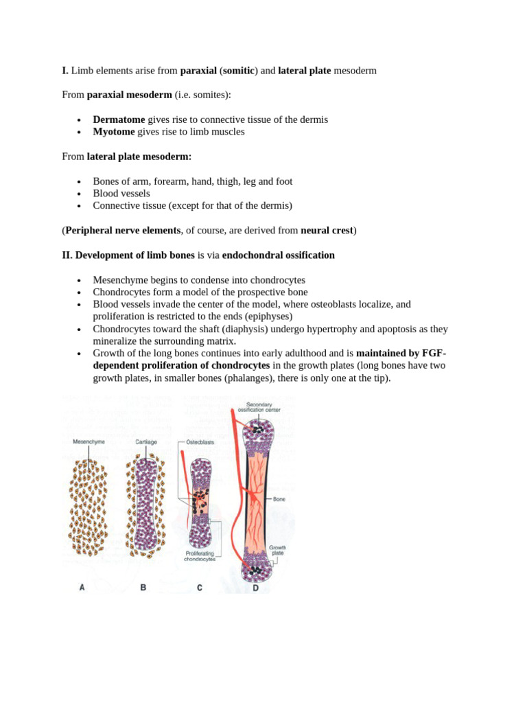 limb embrio 3 | PDF | Muscle | Musculoskeletal System