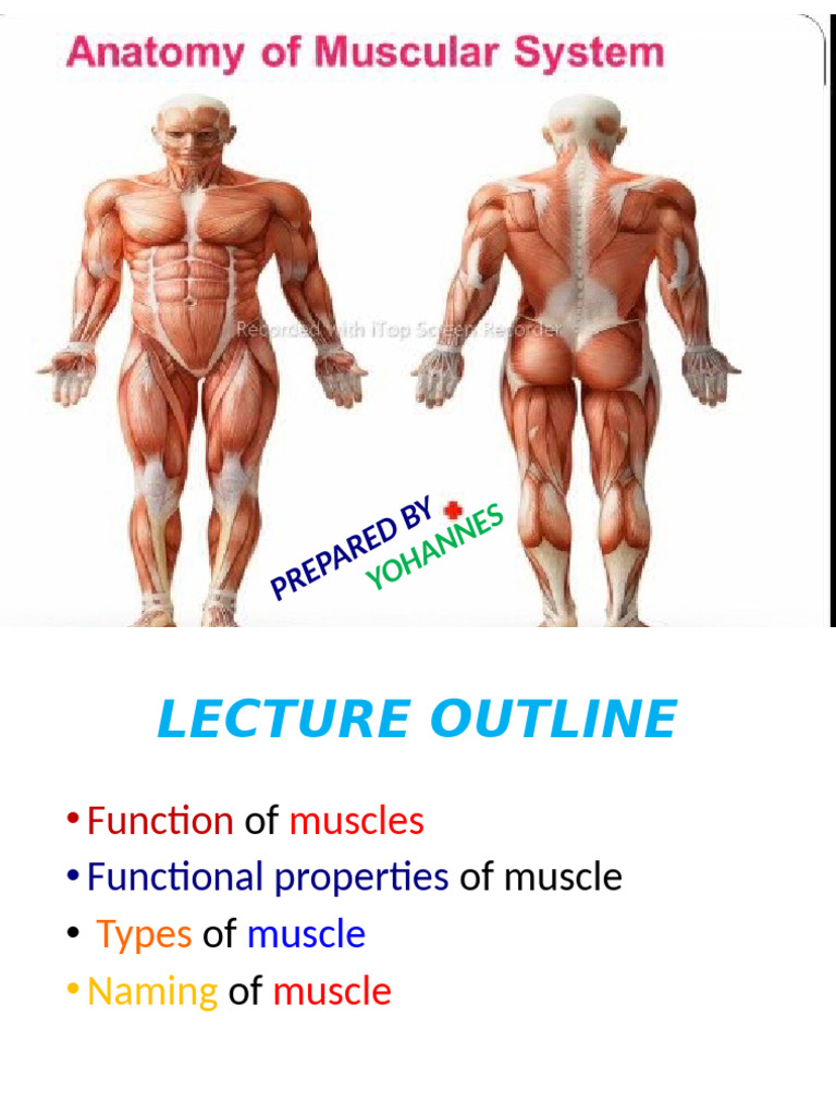 Anatomy Presentation-WPS Office | PDF