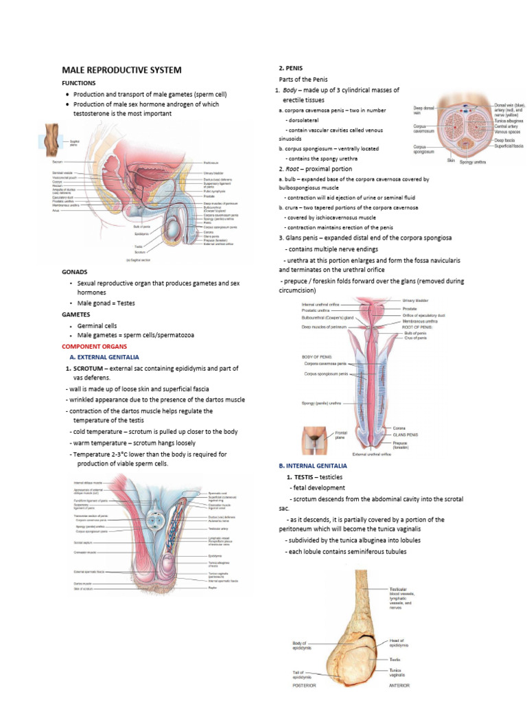 Male and Female Reproductive System | PDF | Menstrual Cycle | Uterus