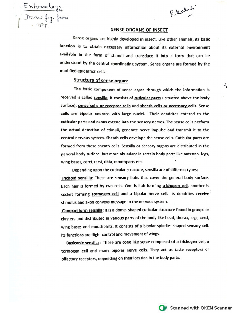 Sense Organ of Insect | PDF