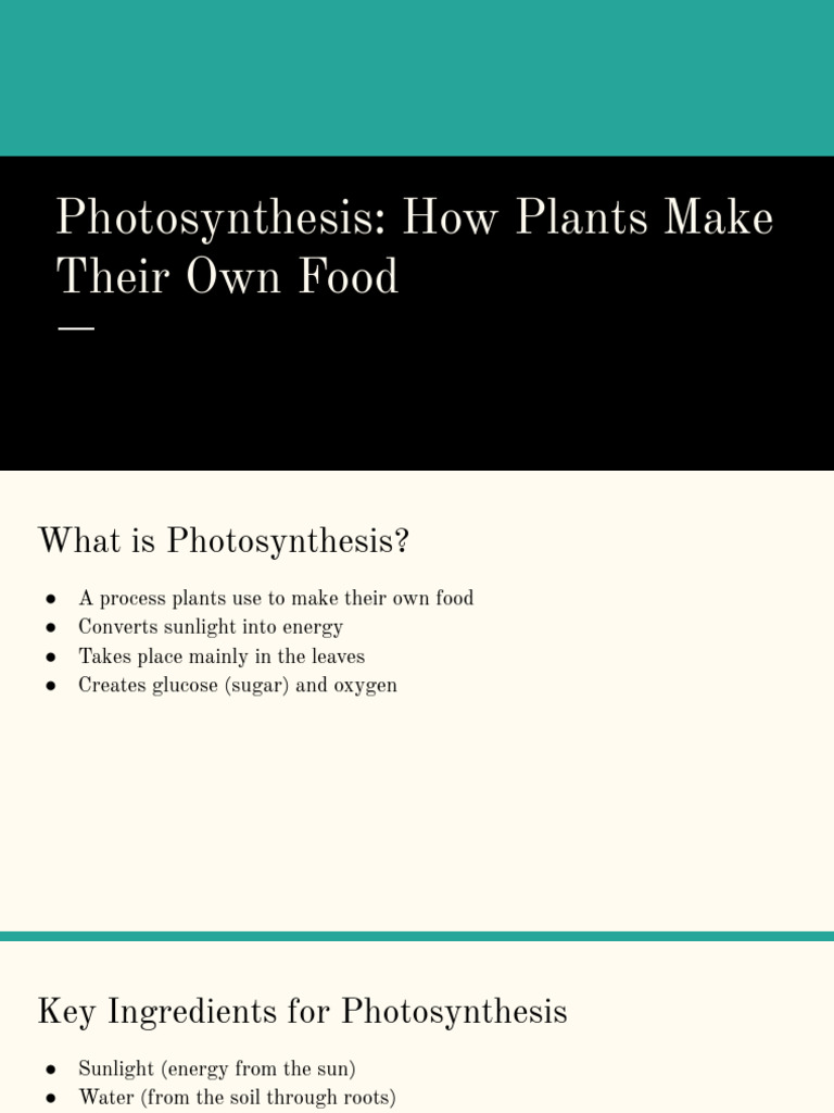Photosynthesis - How Plants Make Their Own Food | PDF | Photosynthesis ...