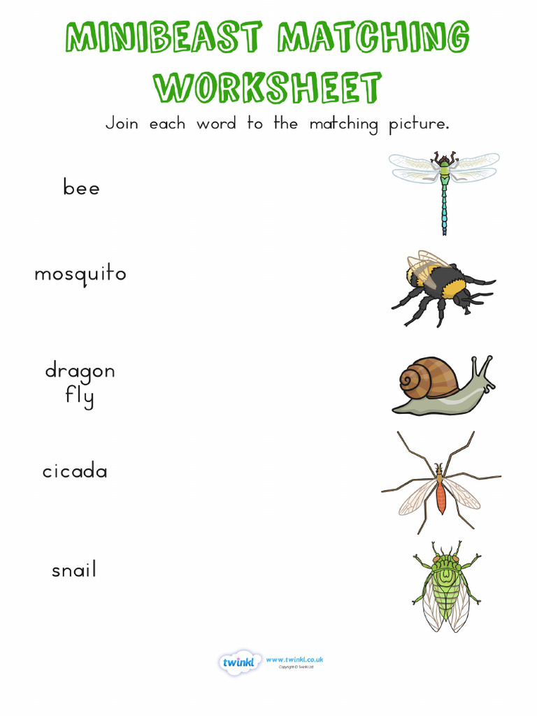 Minibeast Word and Picture Matching Worksheets | PDF