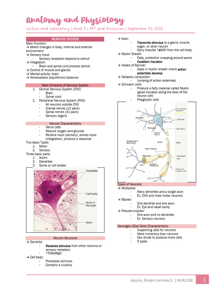 Anaphy Week5 Nervous | PDF | Cerebrum | Spinal Cord