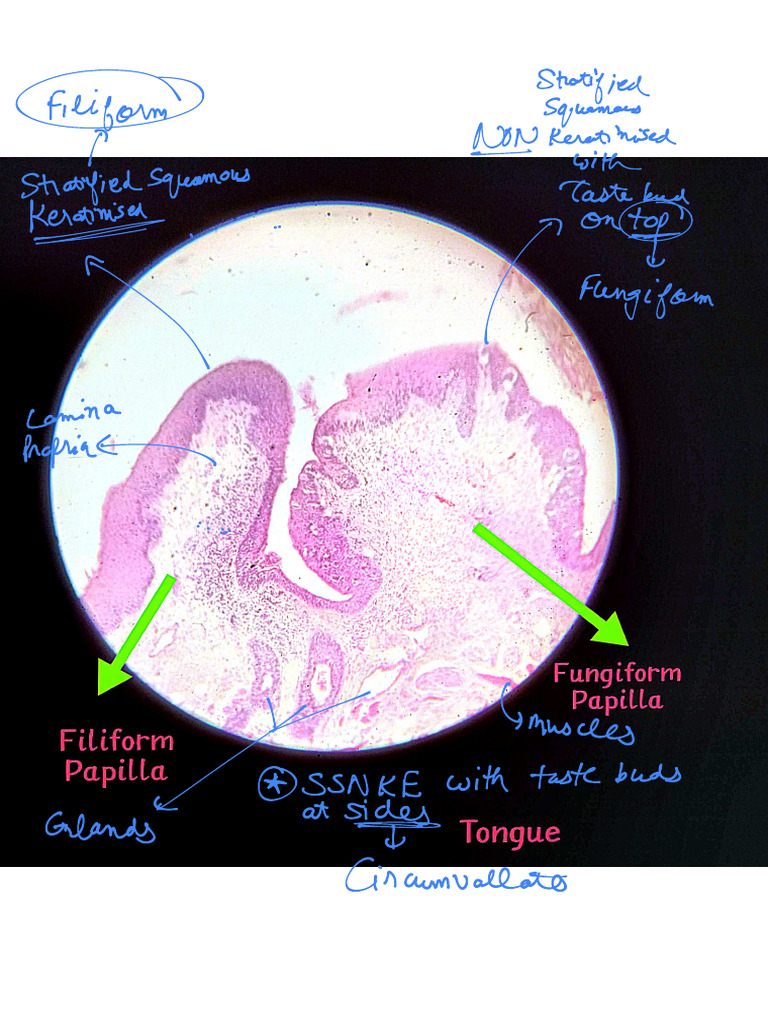 Histology I_labelled | PDF